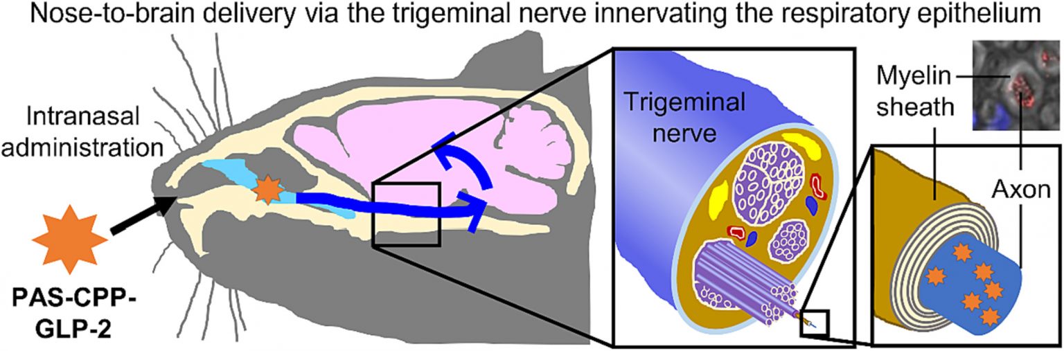 The nose-brain pathway: exploring the role of trigeminal nerves in ...